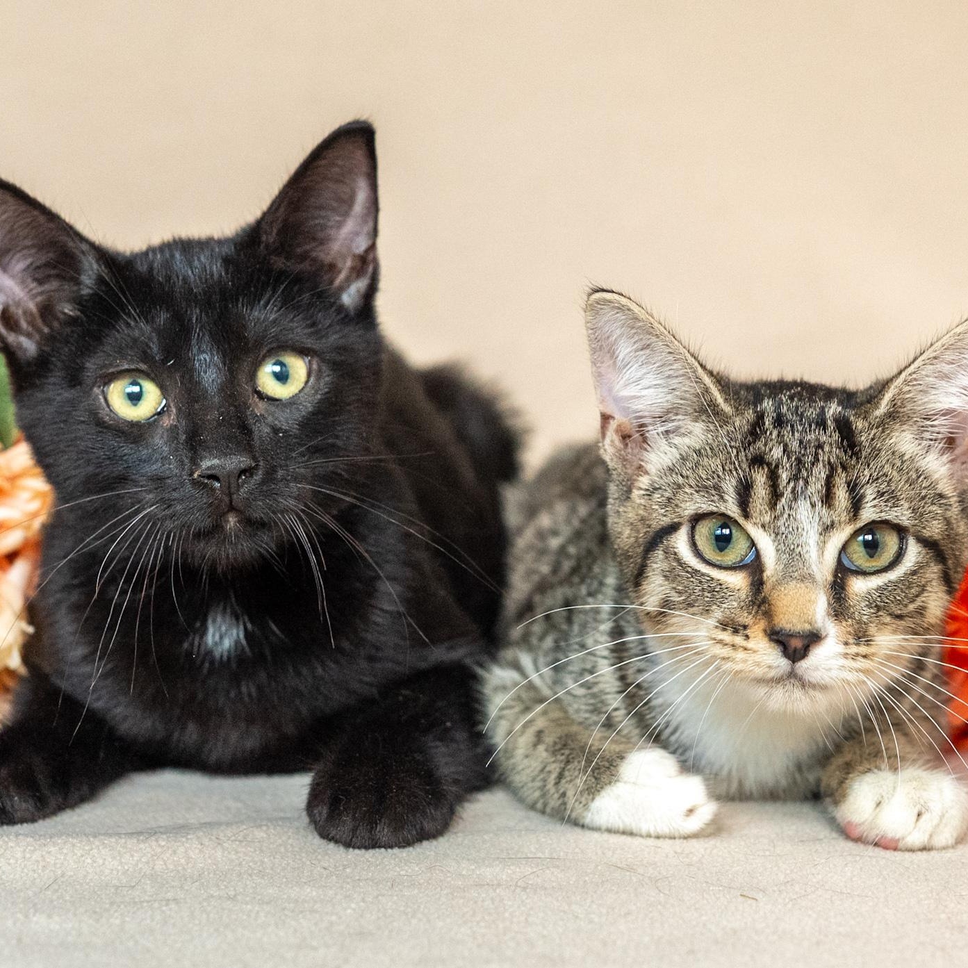 Cat for adoption - Alaska, a Domestic Short Hair & Tabby Mix in Mastic ...