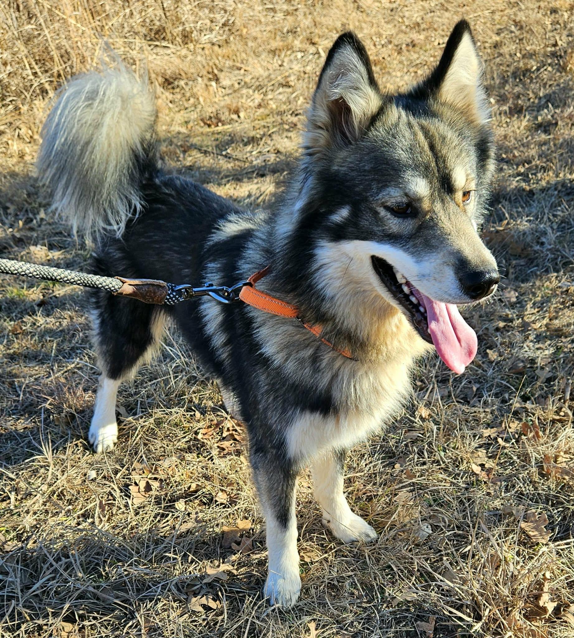 Blue - Adoptable Pet | Petfinder | Petfinder