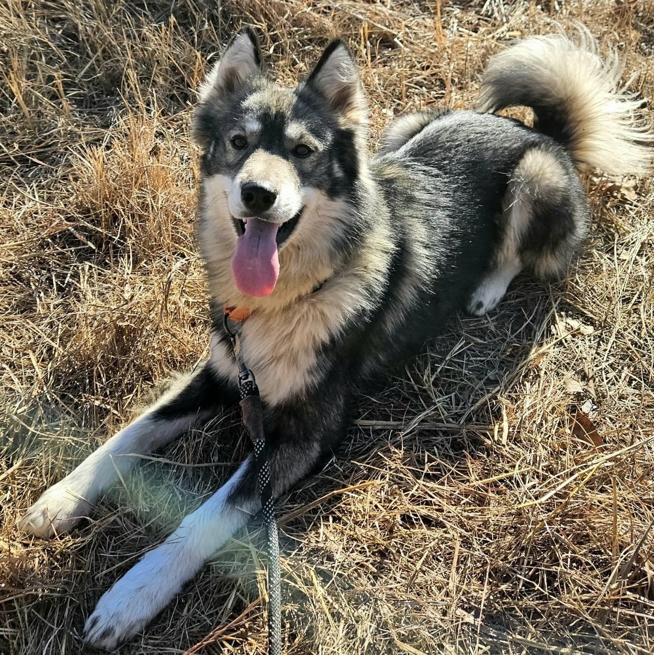 Blue - Adoptable Pet | Petfinder | Petfinder