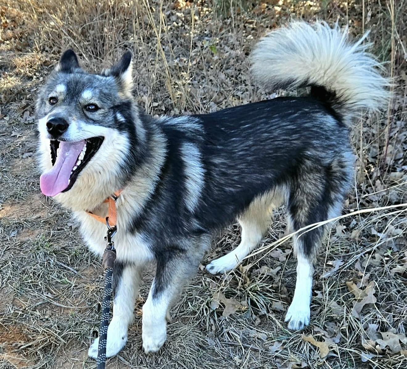 Blue - Adoptable Pet | Petfinder | Petfinder