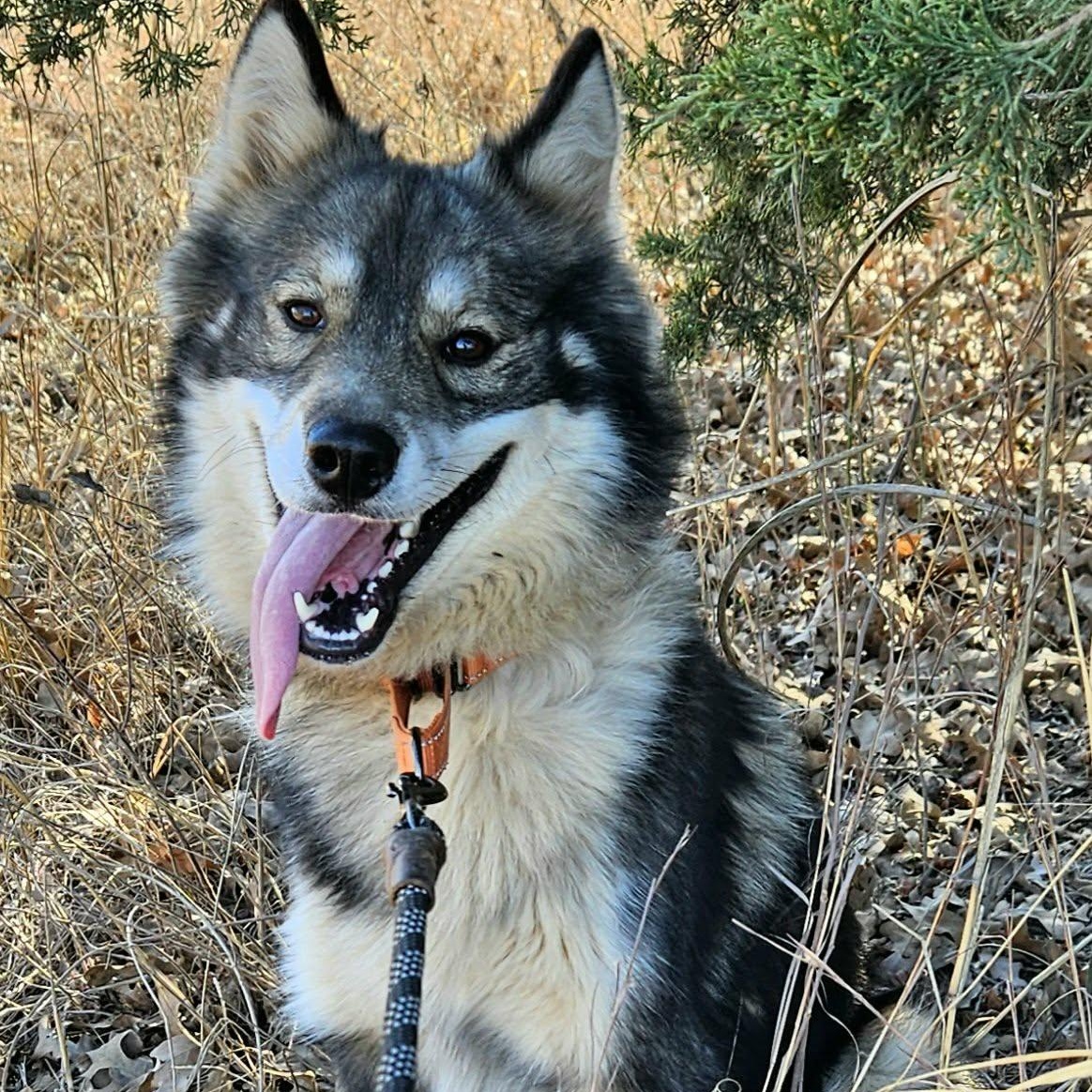 Blue - Adoptable Pet | Petfinder | Petfinder