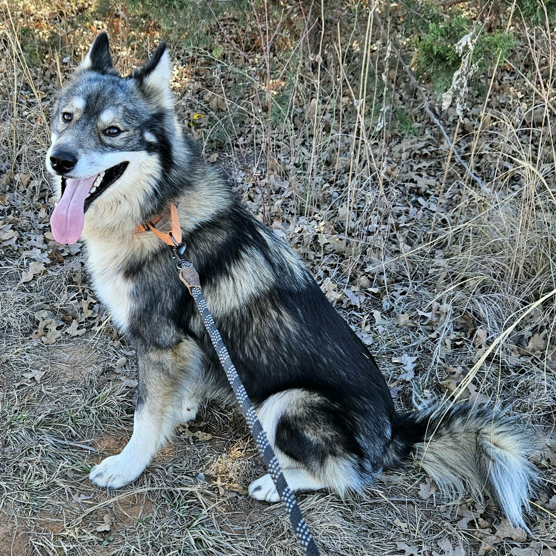 Blue - Adoptable Pet | Petfinder | Petfinder