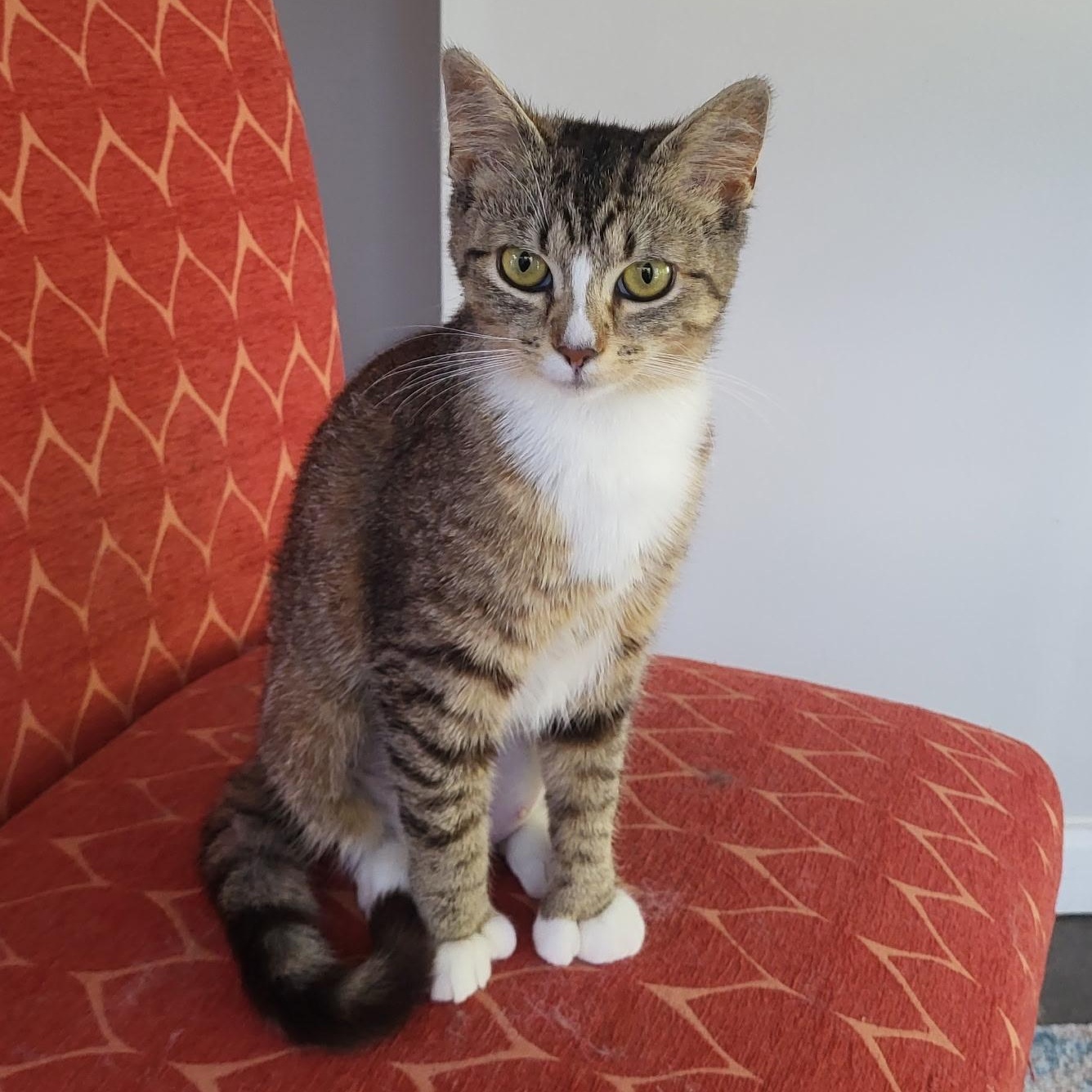 Cat for adoption - Polly, an Extra-Toes Cat / Hemingway Polydactyl ...