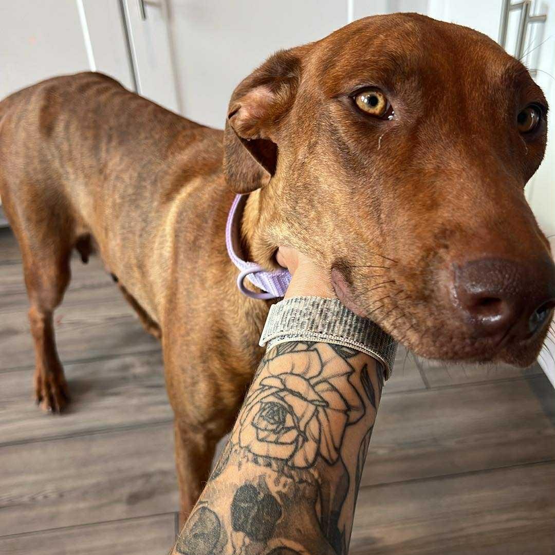 Dog for adoption - Rhea, a Doberman Pinscher Mix in Krum, TX | Petfinder