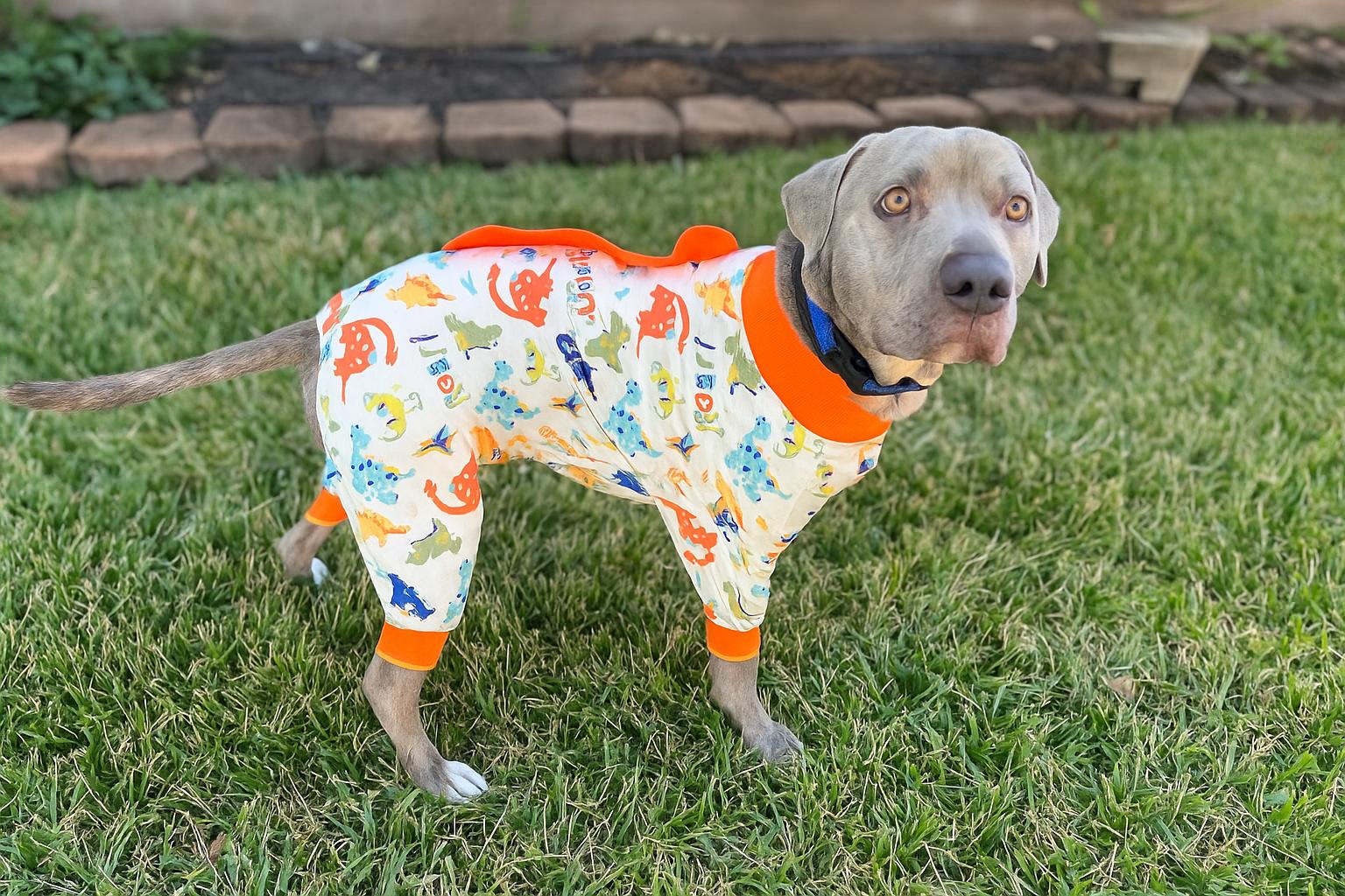 Dog for adoption - Gumbo, an American Staffordshire Terrier ...