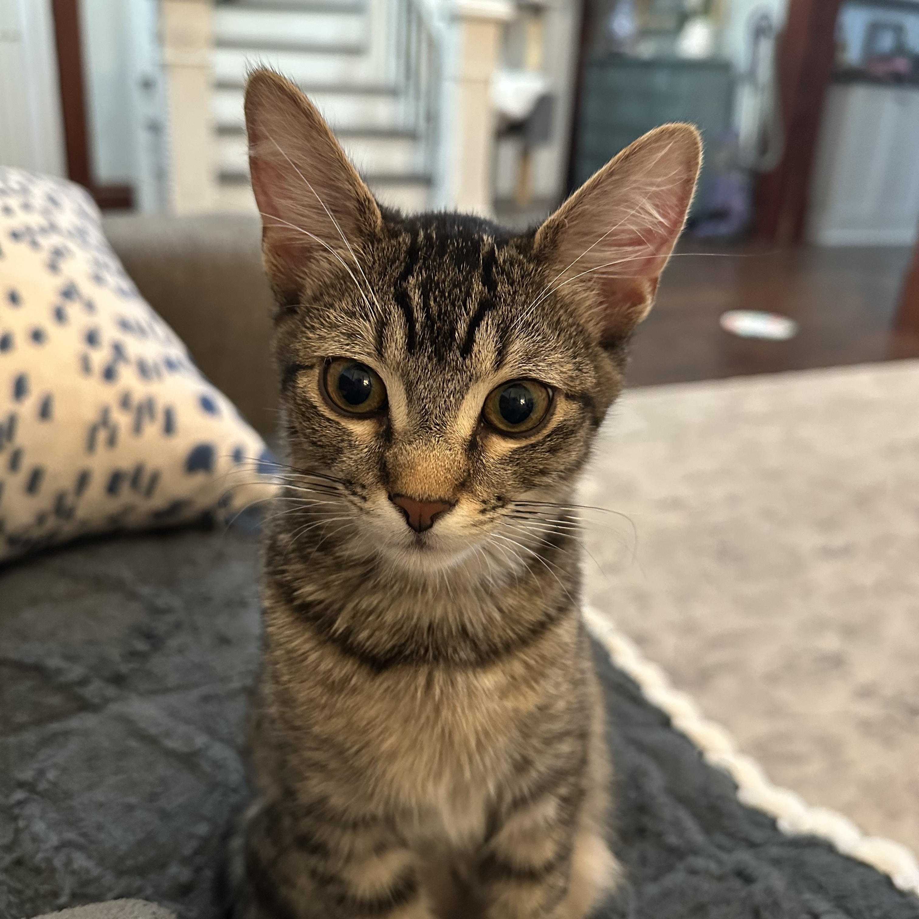 Cat for adoption - Dutch =^.^=, a Domestic Short Hair in Jacksonville ...