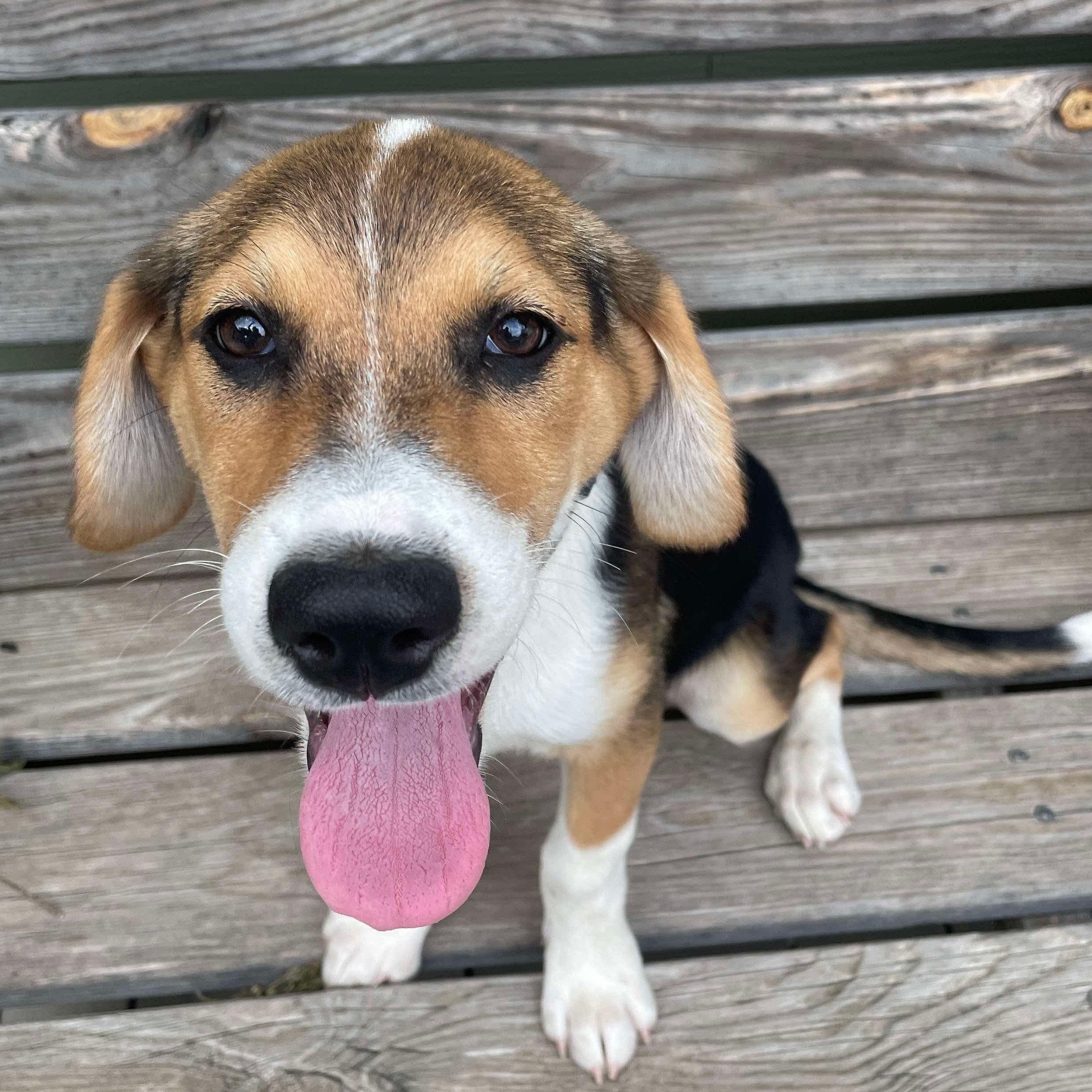 Dog for adoption - Elliott, a German Shepherd Dog & Labrador Retriever Mix in Brattleboro, VT ...