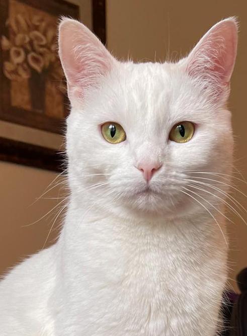 Cat for adoption - Luna is a LOVE LOVE LOVE - gorgeous soft white cloud ...