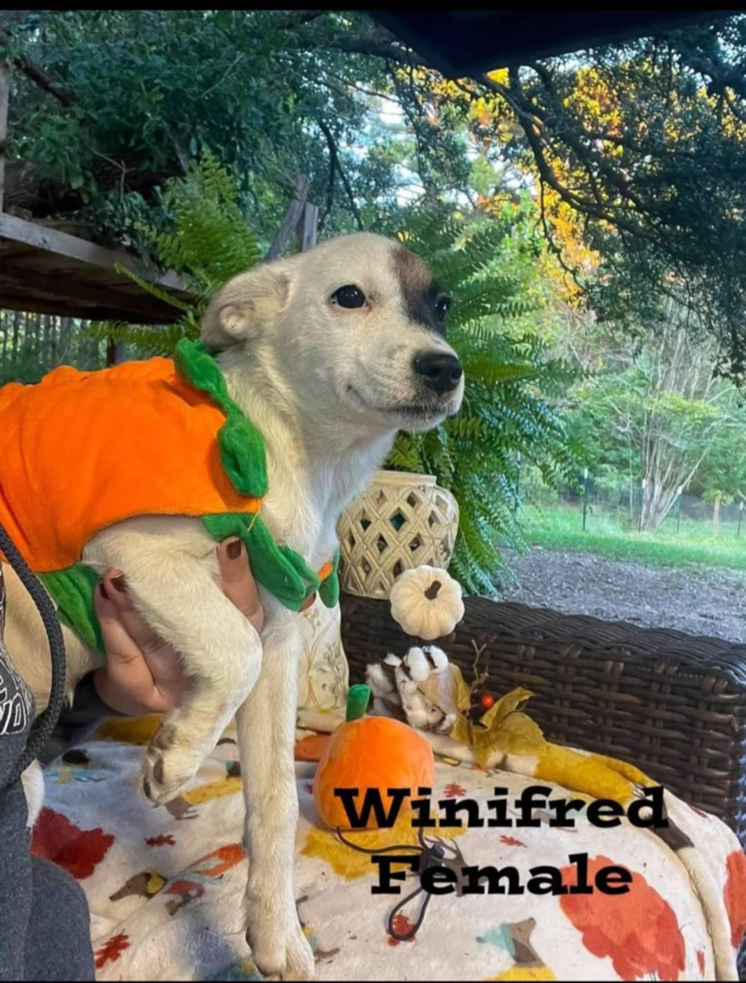 Dog for adoption - Winifred, a Cattle Dog Mix in Olympia, WA | Petfinder