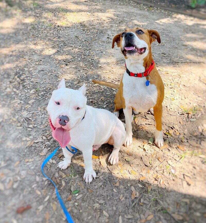 Dog for adoption - Hector Zeroni the happy hoppy goofy goober, a Dogo ...