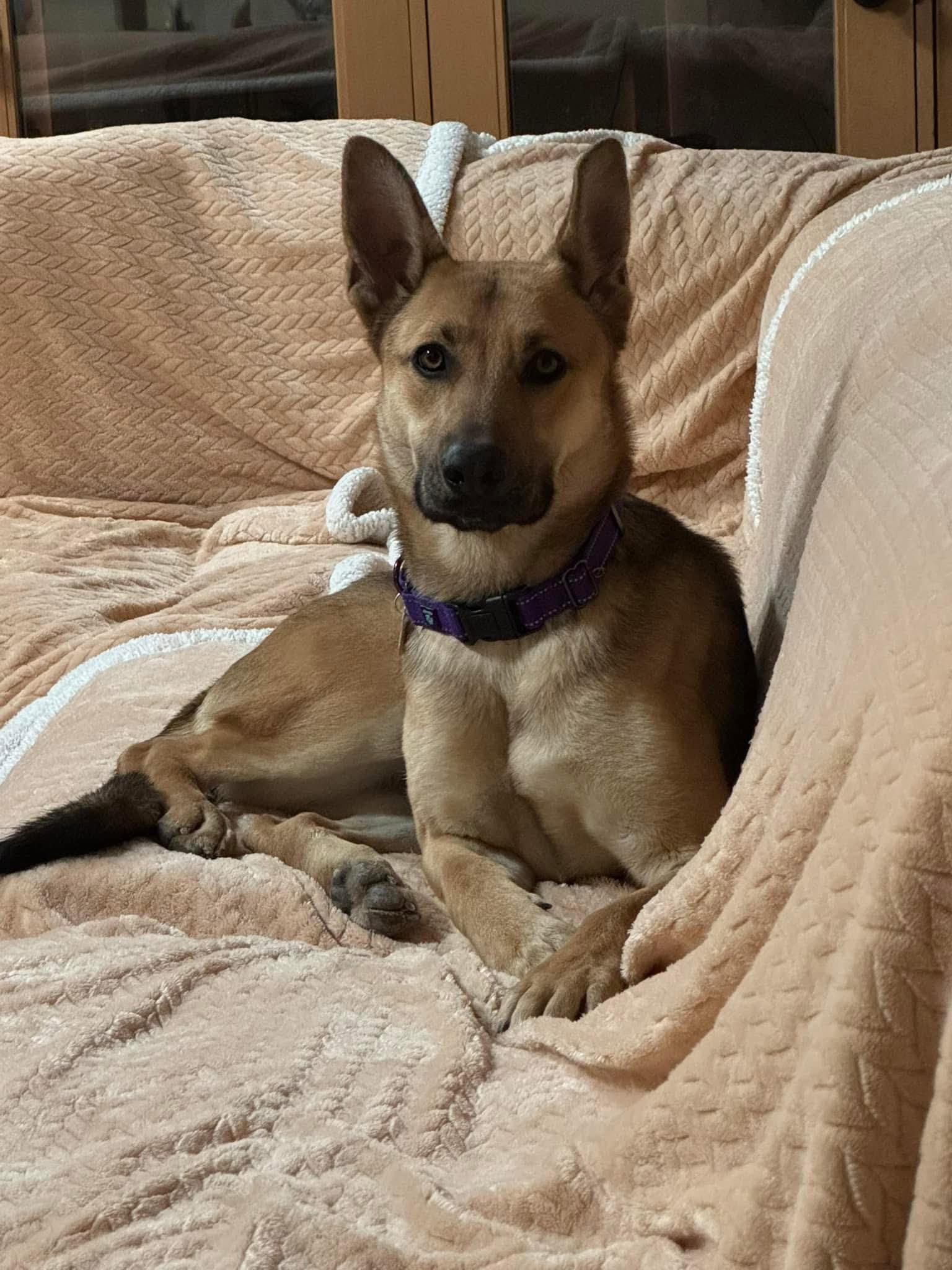 Dog for adoption - Ellie, a German Shepherd Dog Mix in Rock Springs, WY ...