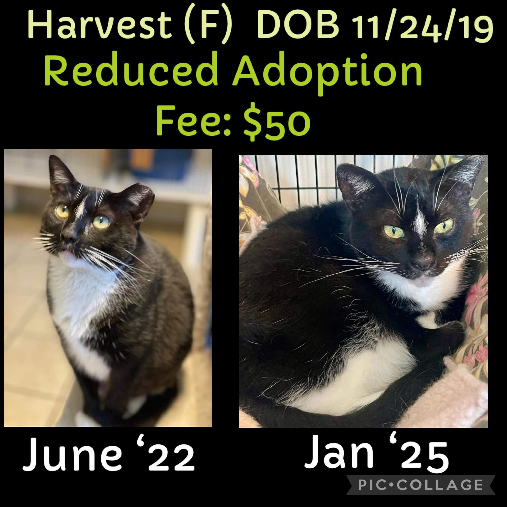 Available Cats - The A.R.K - Animal Recycling Kennel