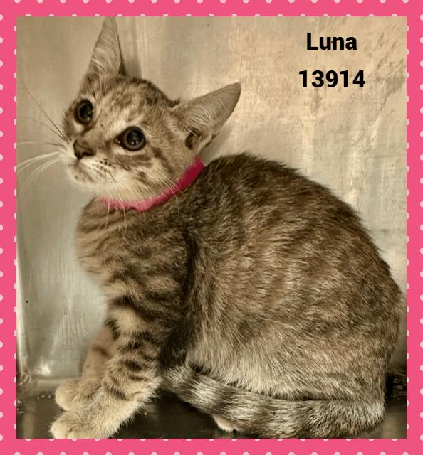 Cat for adoption - LUNA see also LUCA, a Domestic Short Hair & Tabby ...