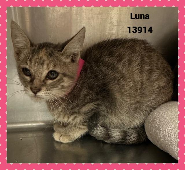 Cat for adoption - LUNA see also LUCA, a Domestic Short Hair & Tabby ...