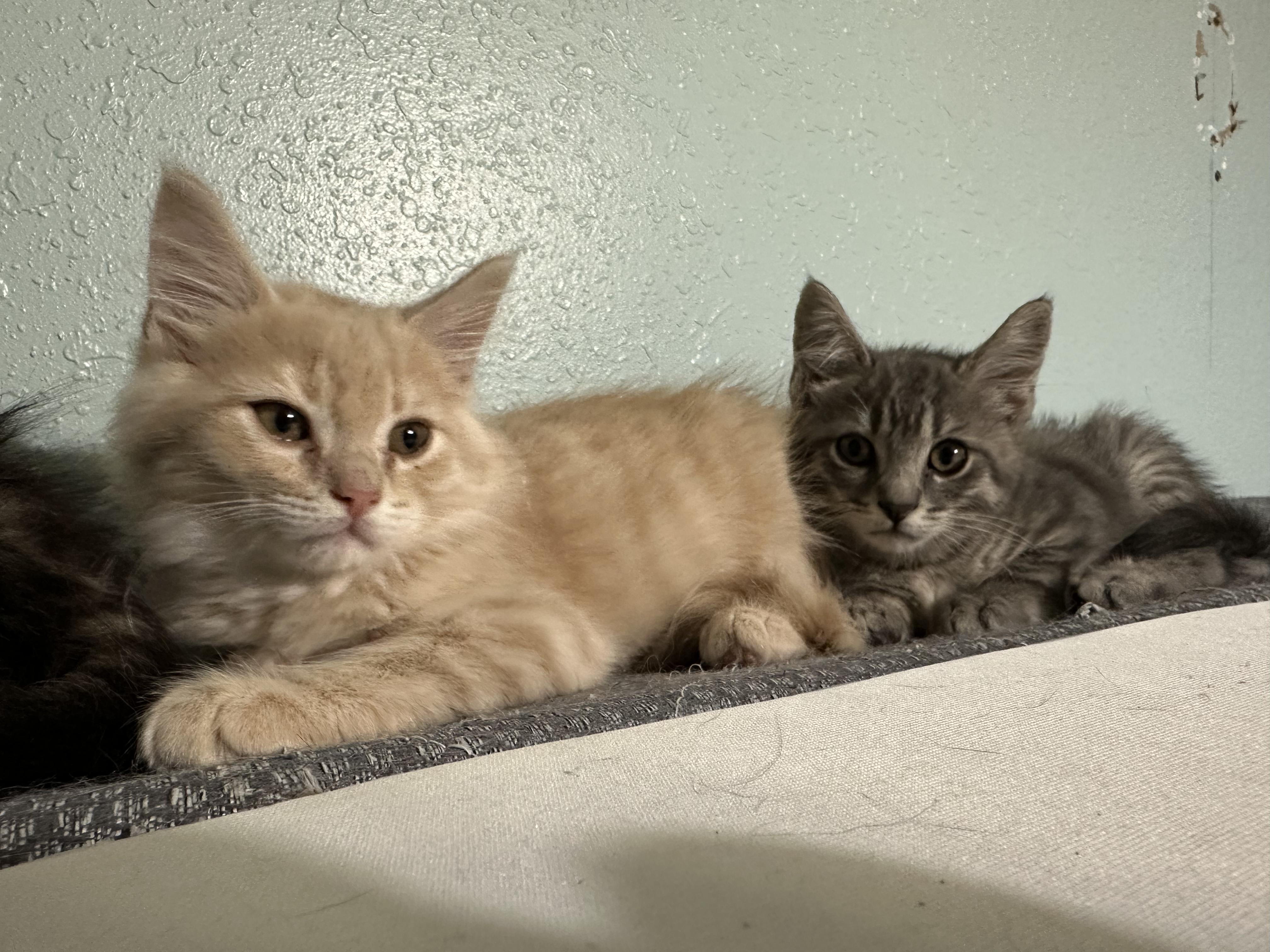 Cat for adoption - CHEETO & DORITO, a Domestic Long Hair in Bangor, ME ...
