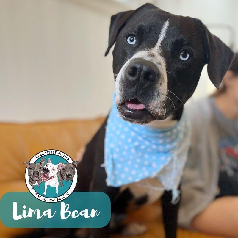 Dog for adoption - Lima Bean Ark, a Boxer & Pit Bull Terrier Mix in ...