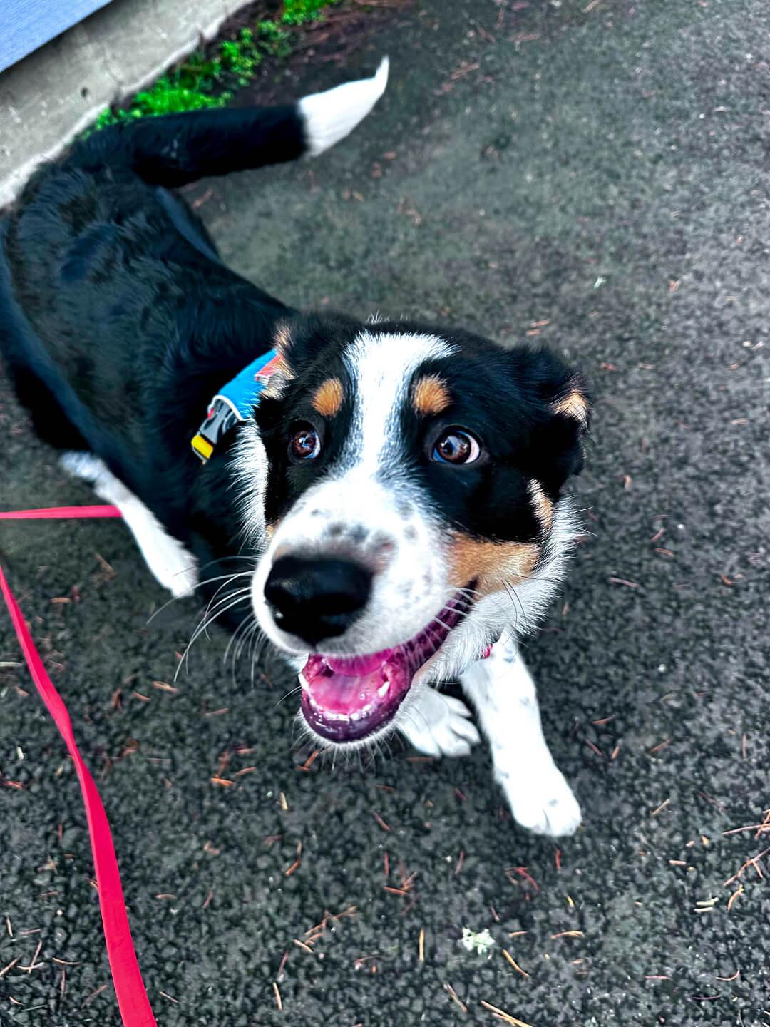Ivy - Adoptable Pet | Petfinder | Petfinder