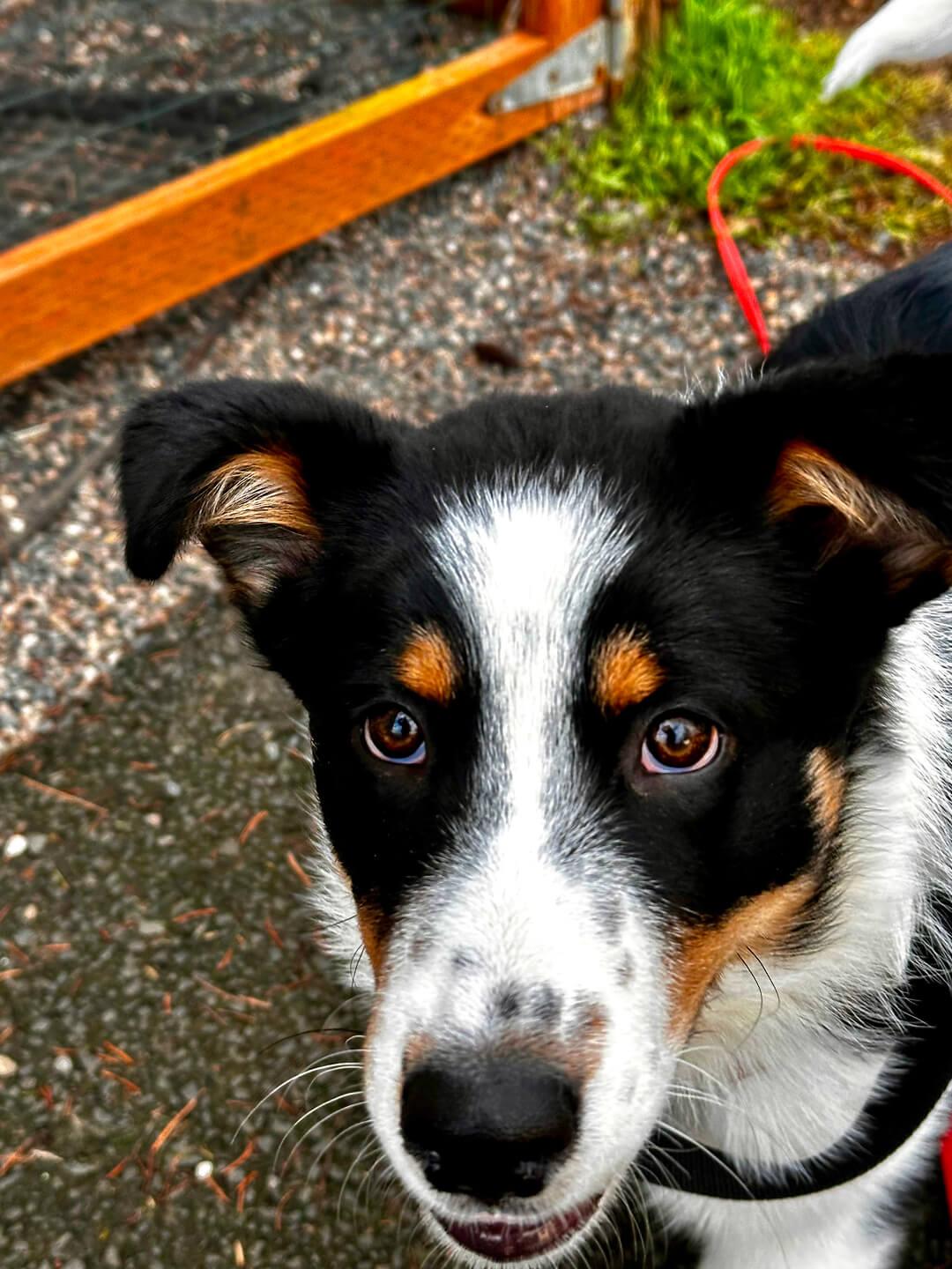 Ivy - Adoptable Pet | Petfinder | Petfinder