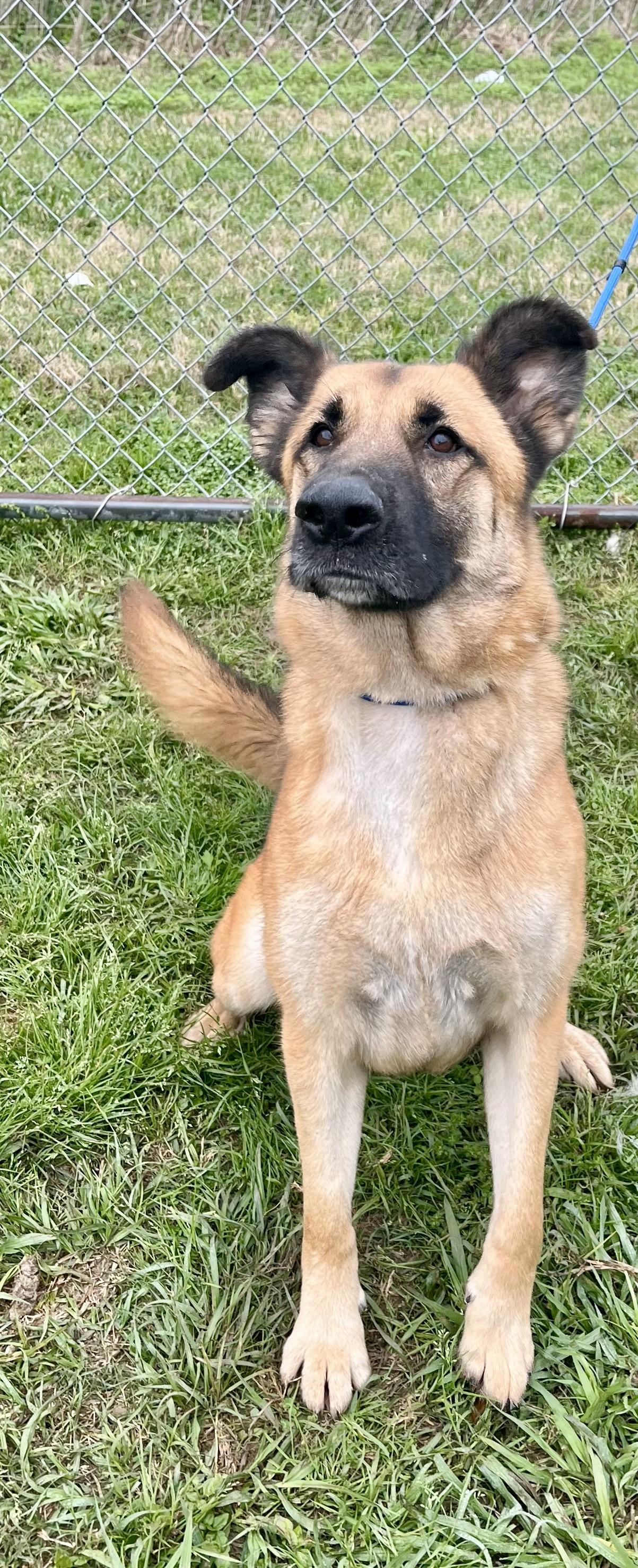 Dog for adoption - Puka, a German Shepherd Dog & Yellow Labrador ...