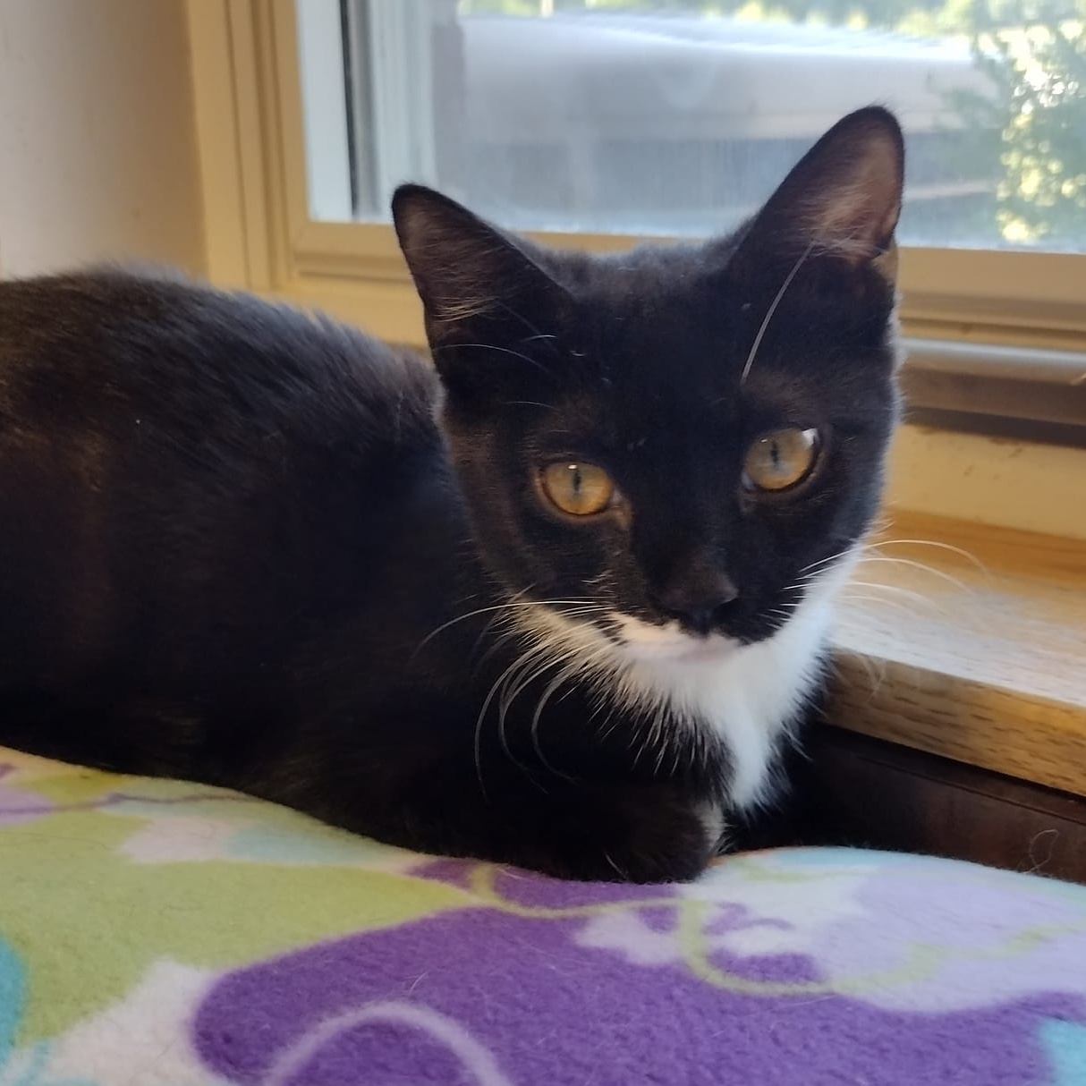 Cat for adoption - Fauna, a Domestic Short Hair in Monroe, OH | Petfinder