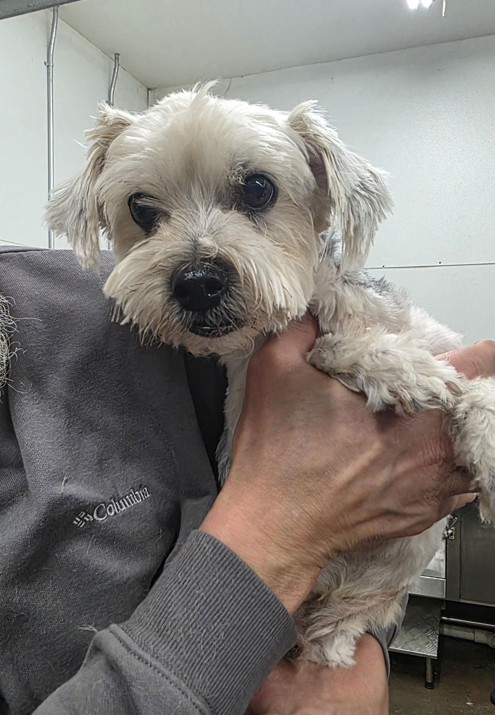 Barrett - Adoptable Pet | Petfinder | Petfinder