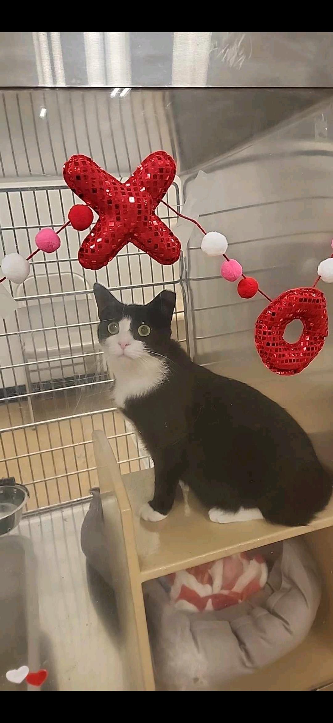 Cat for adoption - Thelma, a Domestic Short Hair in Charlotte, NC ...