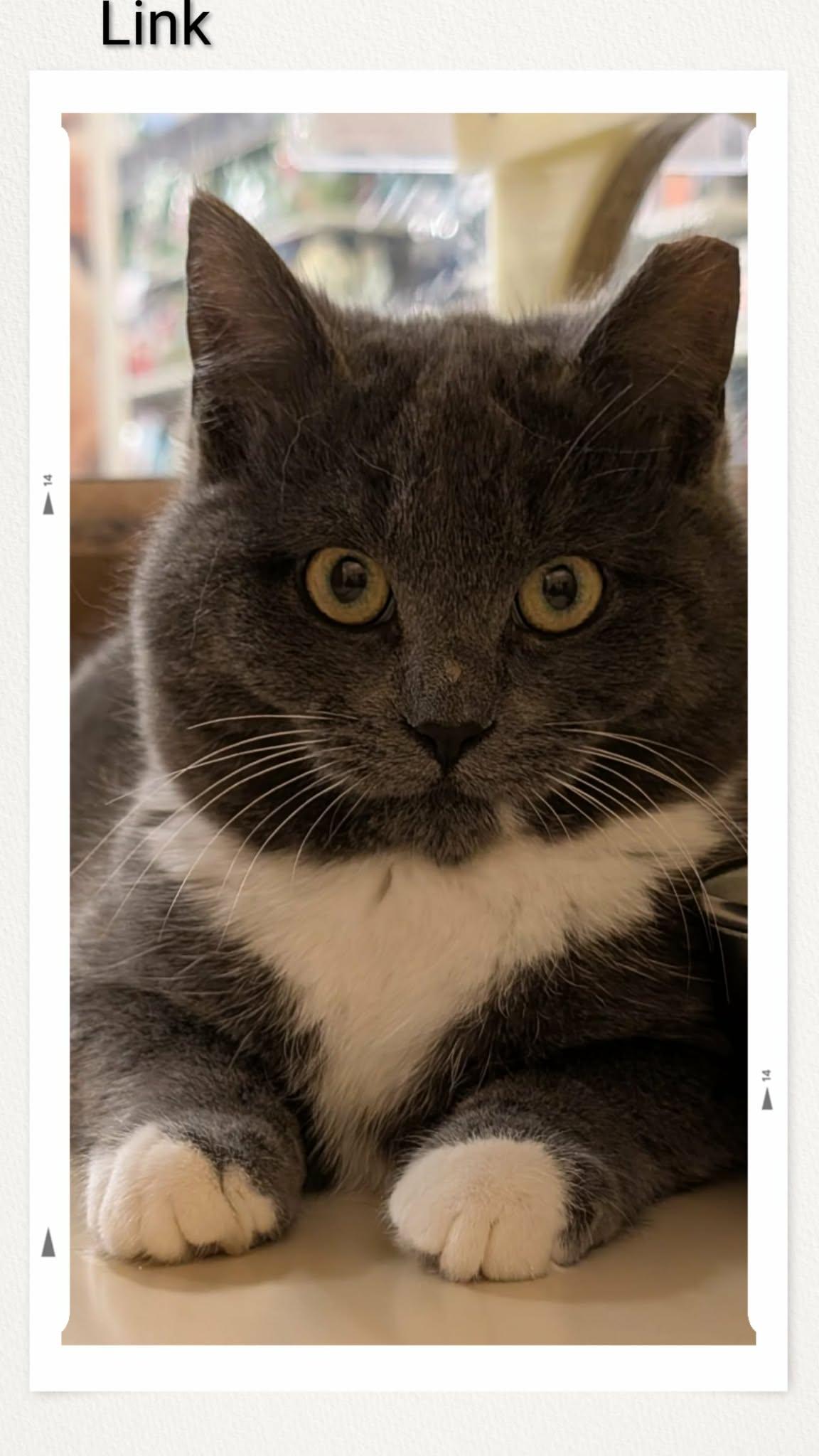 Link - Adoptable Pet | Petfinder | Petfinder