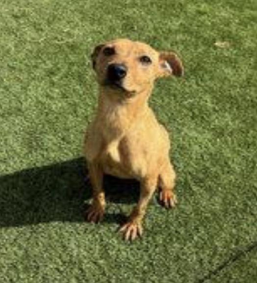 Dog for adoption - Georgia, a Labrador Retriever Mix in Parma, OH ...