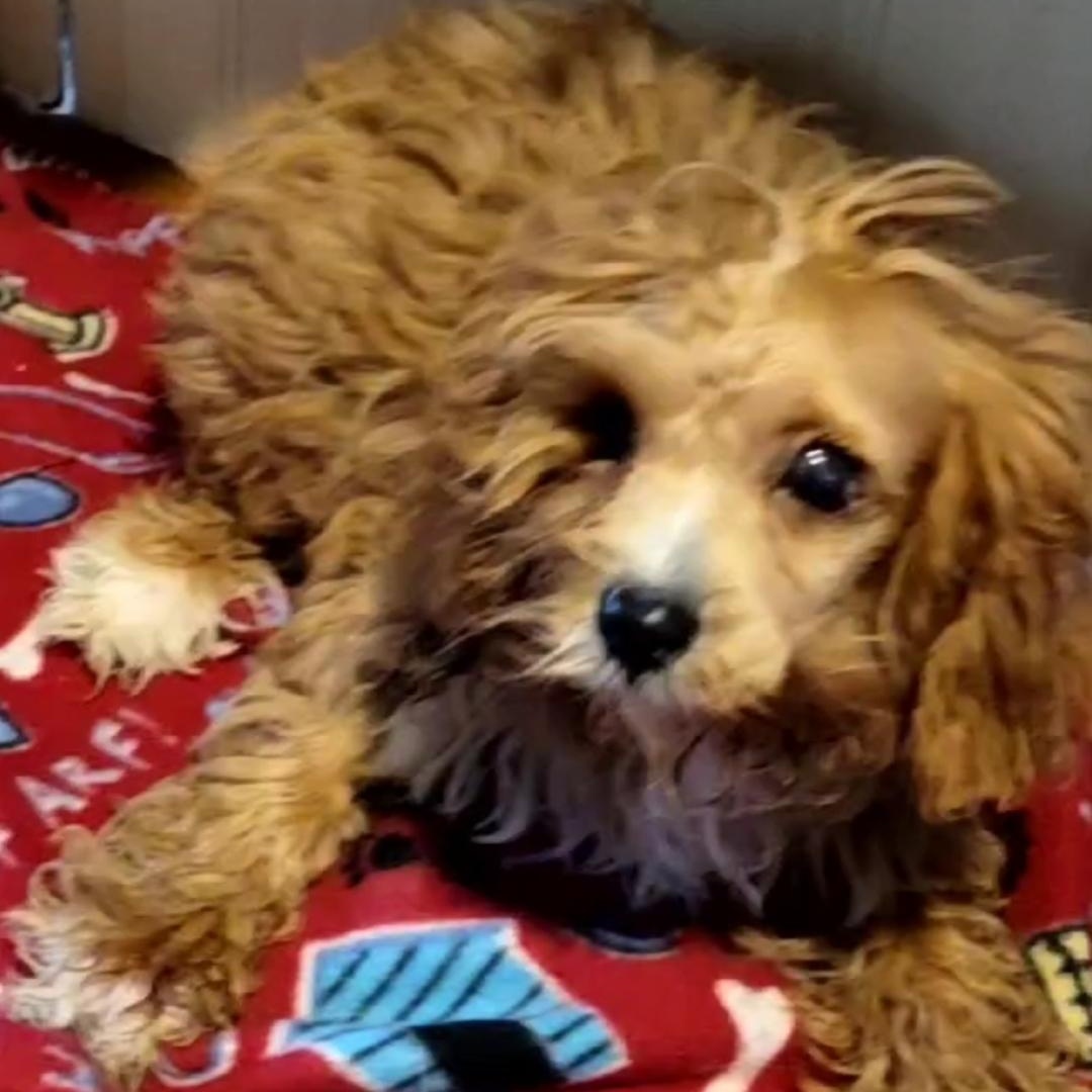 Dog for adoption - Cutie cavapoo, a Cavapoo & Cavalier King Charles Spaniel Mix in Woodsfield ...