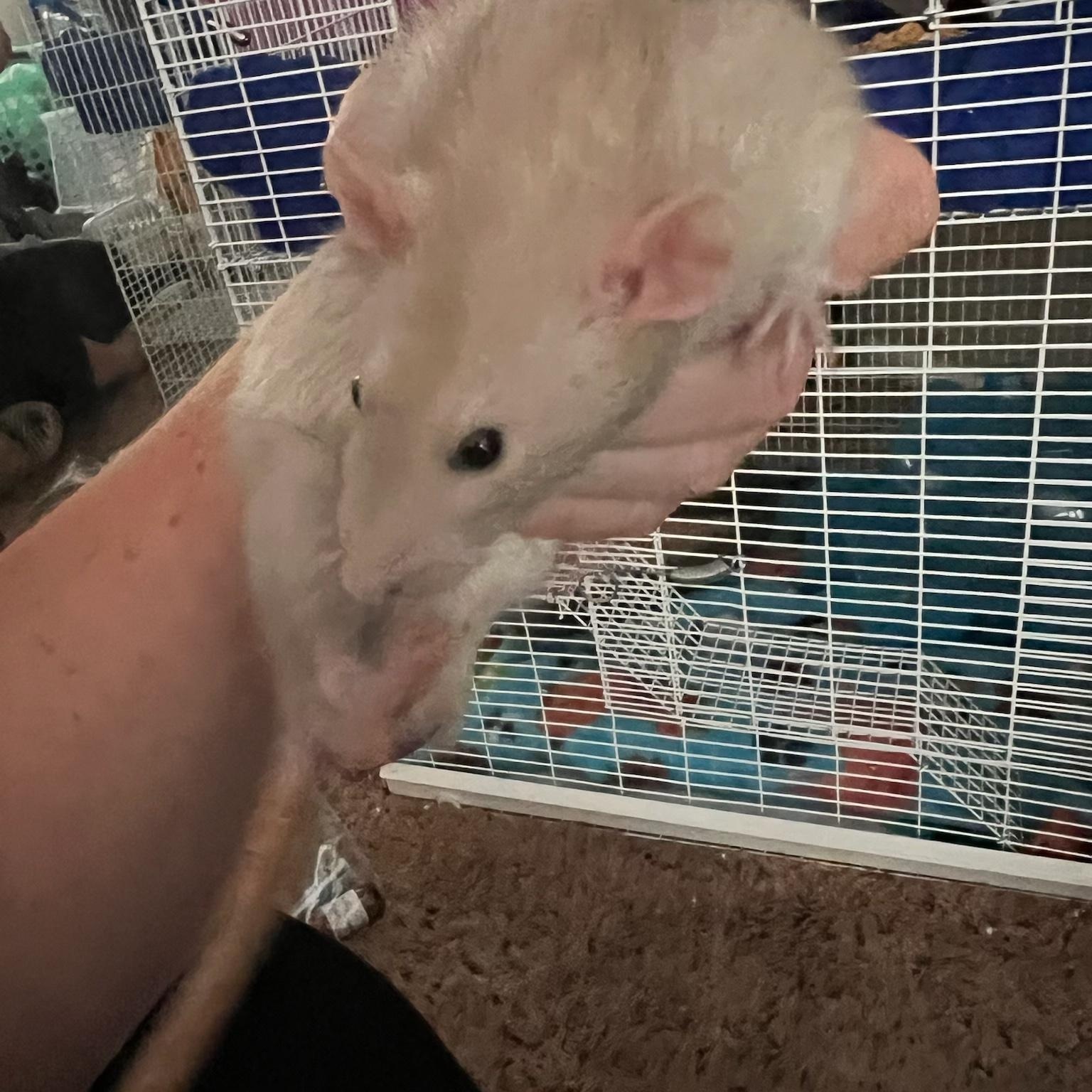 Rat for adoption - Monkey,Ape,Chimp, and Gorilla, a Rat in Phoenix, AZ ...