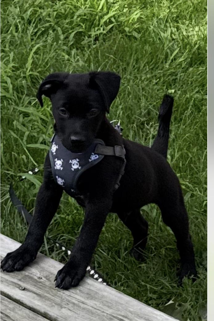 Dog for adoption - Domino, a Black Labrador Retriever Mix in Aurora, IL | Petfinder