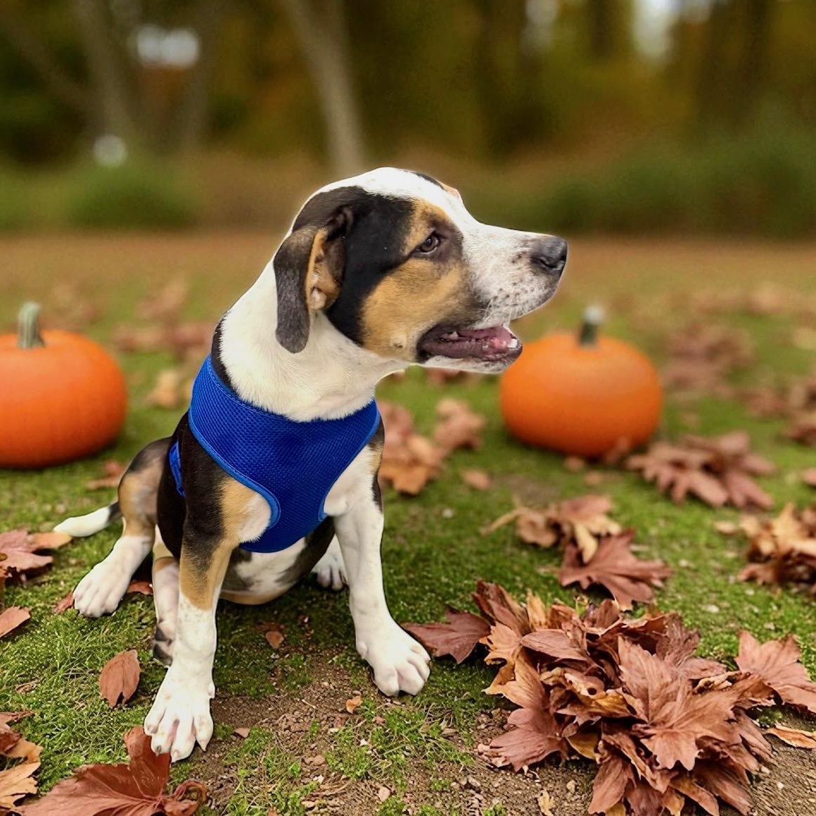 Dog for adoption - Kudzu, a Hound Mix in Lawton, MI | Petfinder