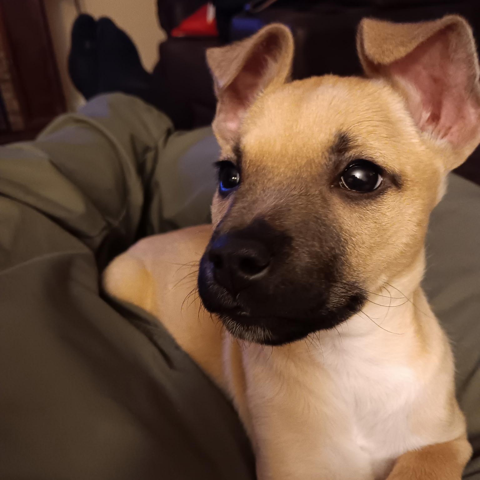 Dog for adoption - Rosco PC, a Terrier in Newark, DE | Petfinder