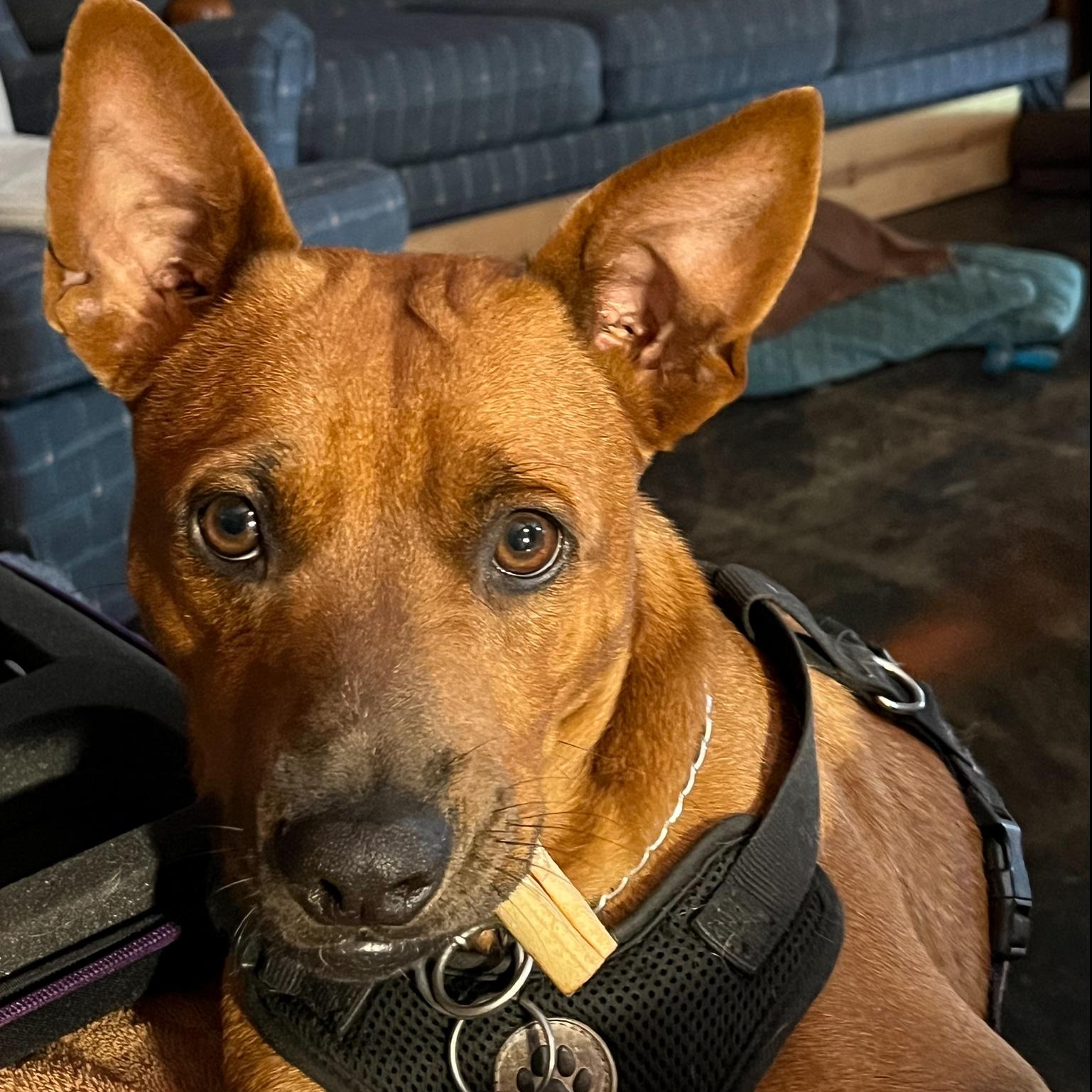 Dog for adoption - Rocky, a Mixed Breed in CORPUS CHRISTI, TX | Petfinder