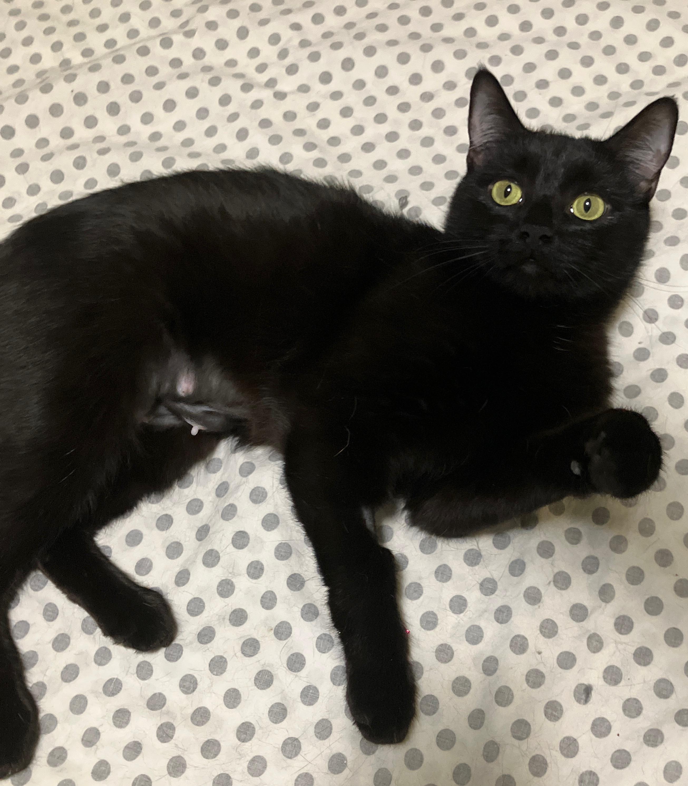 Cat for adoption - RAVEN, a Domestic Short Hair in Prescott, AZ | Petfinder