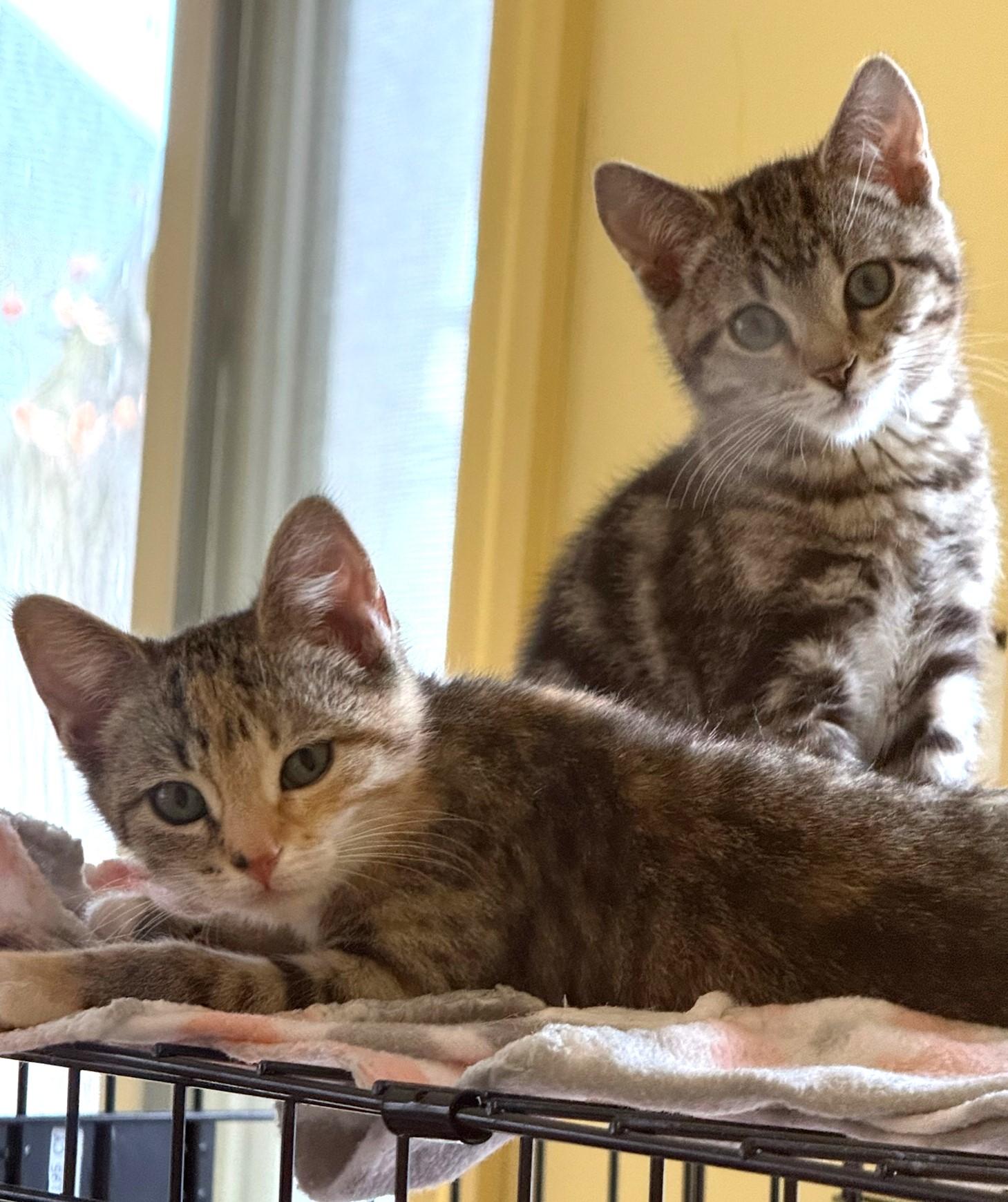 Cat for adoption - Demi and Darrell, a Domestic Short Hair in West ...