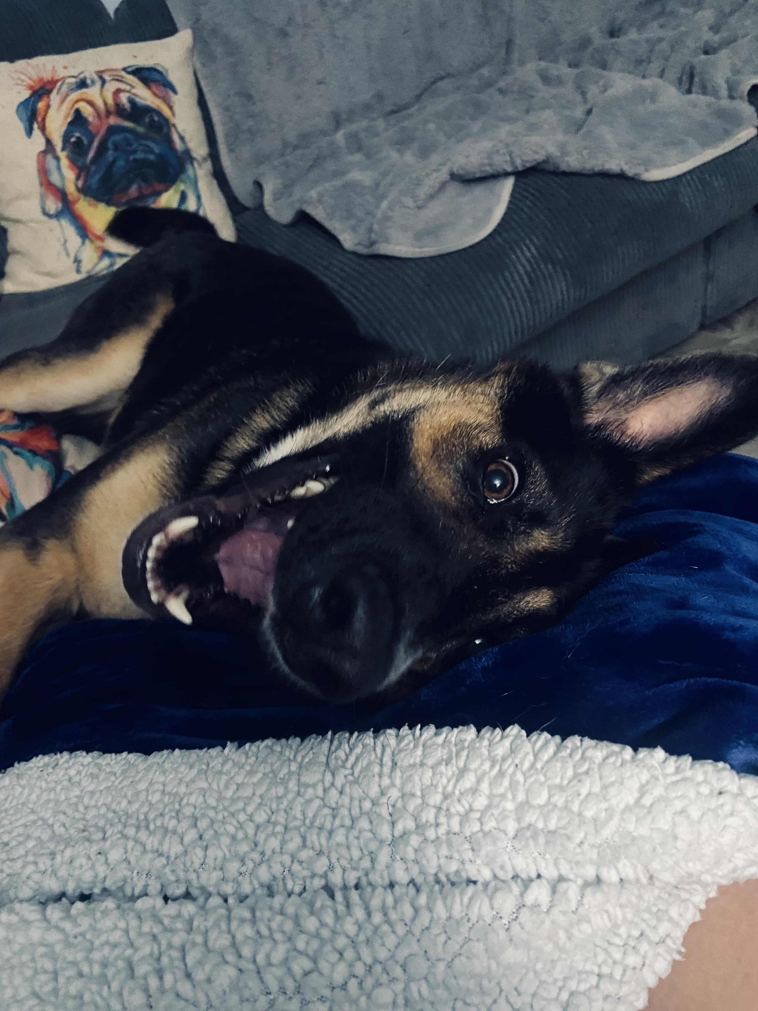 Dog for adoption - Chelsea, a German Shepherd Dog Mix in Toledo, WA ...