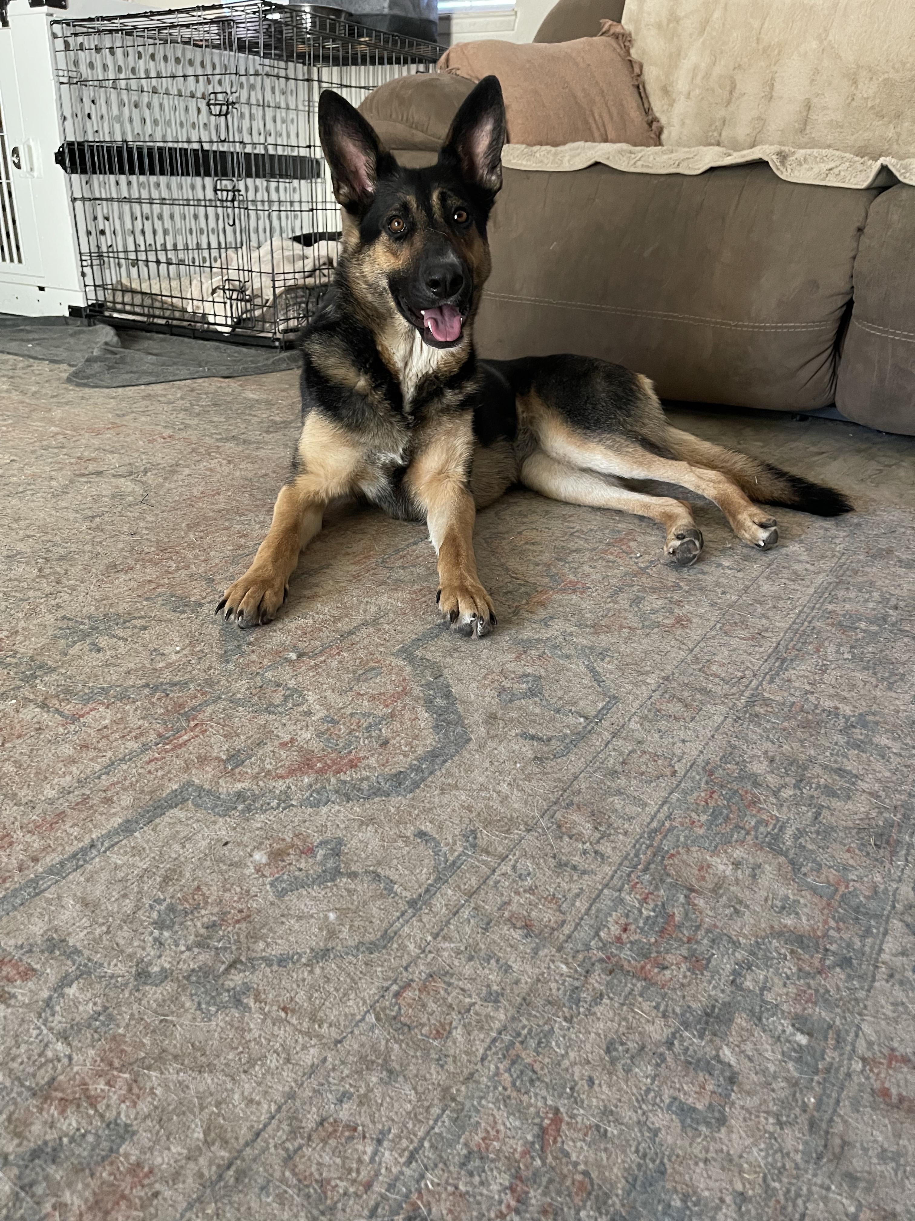 Dog for adoption - Chelsea, a German Shepherd Dog Mix in Lake Hughes ...