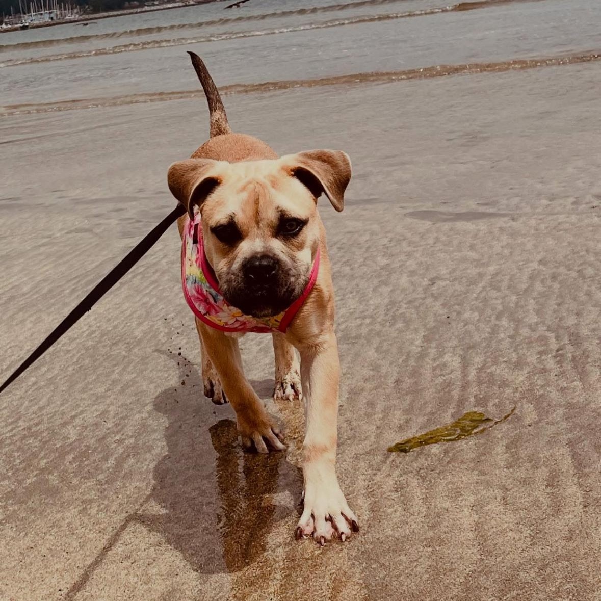 Dog for adoption - Bindi, an English Bulldog Mix in Hayward, CA | Petfinder