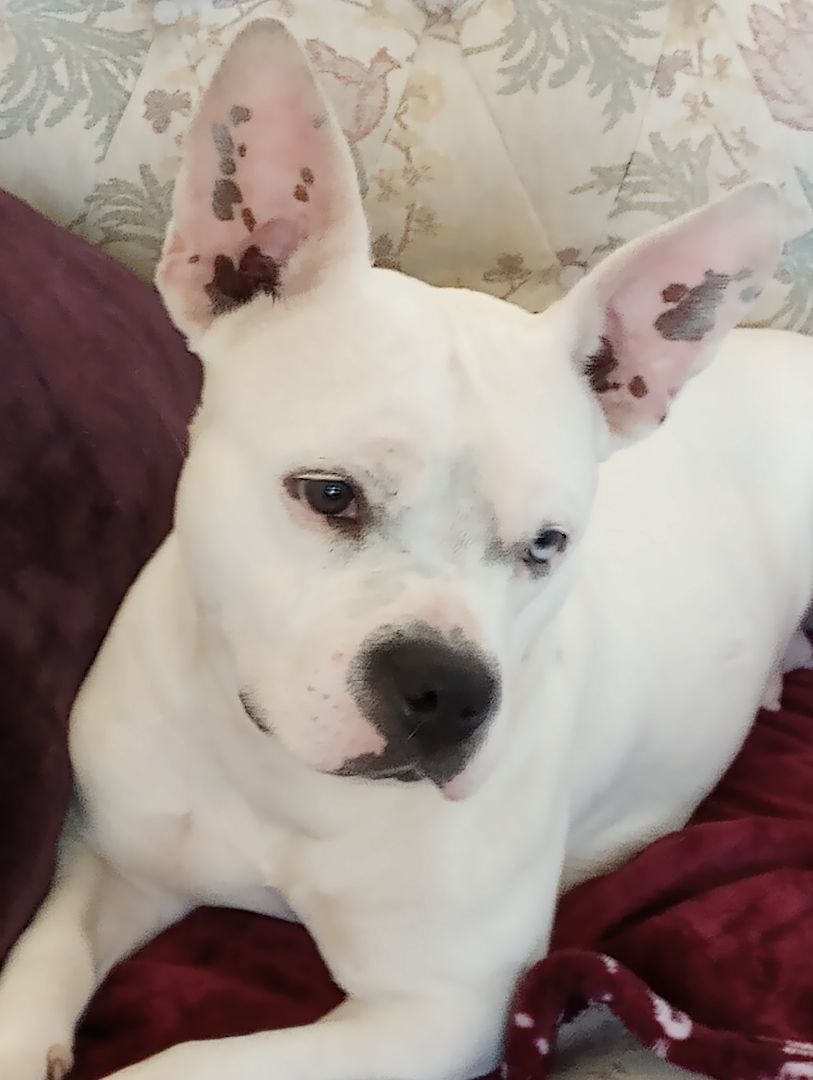 Dog for adoption - Frannie, a French Bulldog & English Bulldog Mix in ...