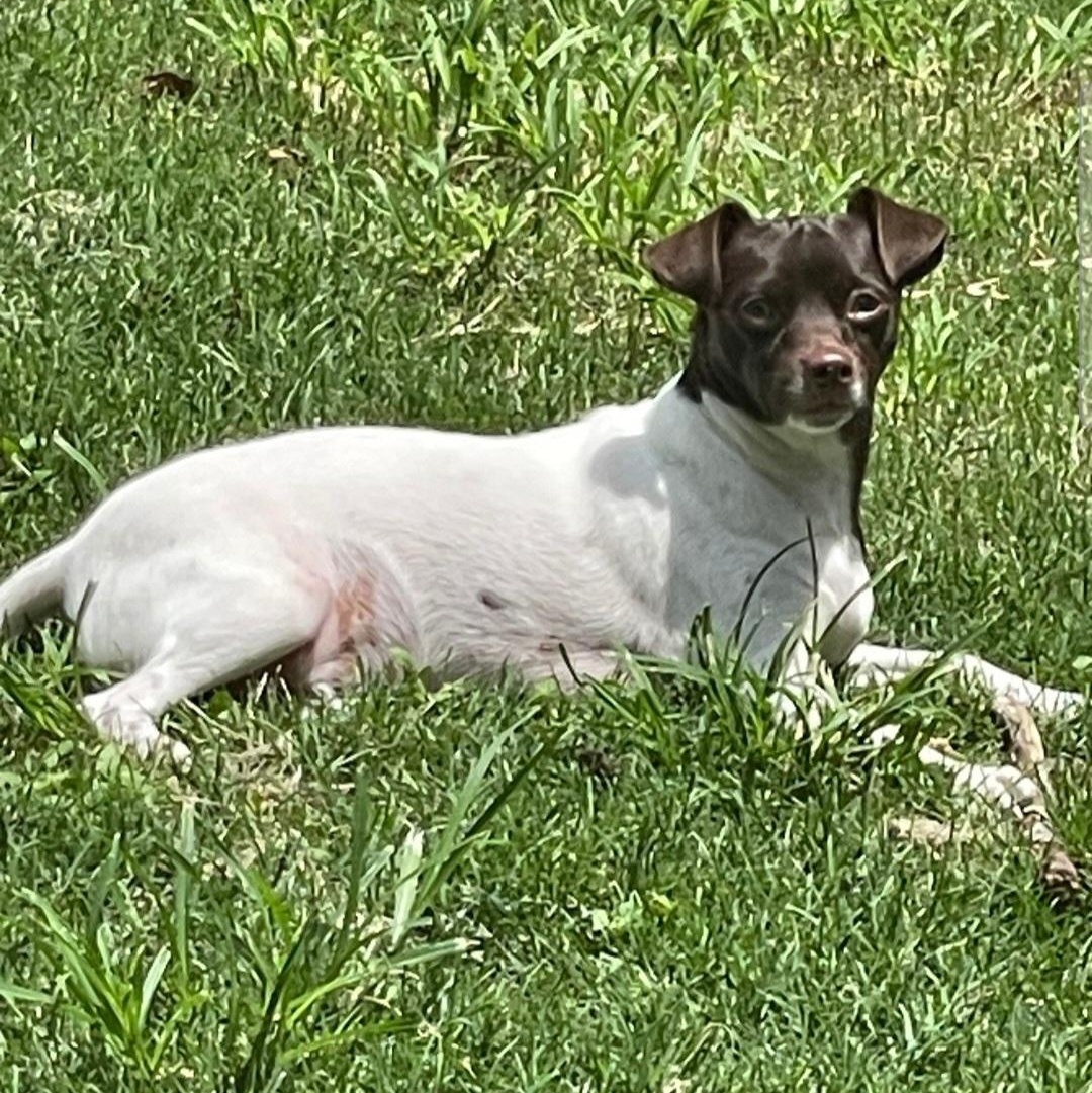 Dog for adoption - Brownie, a Rat Terrier & Chihuahua Mix in Ridgefield ...