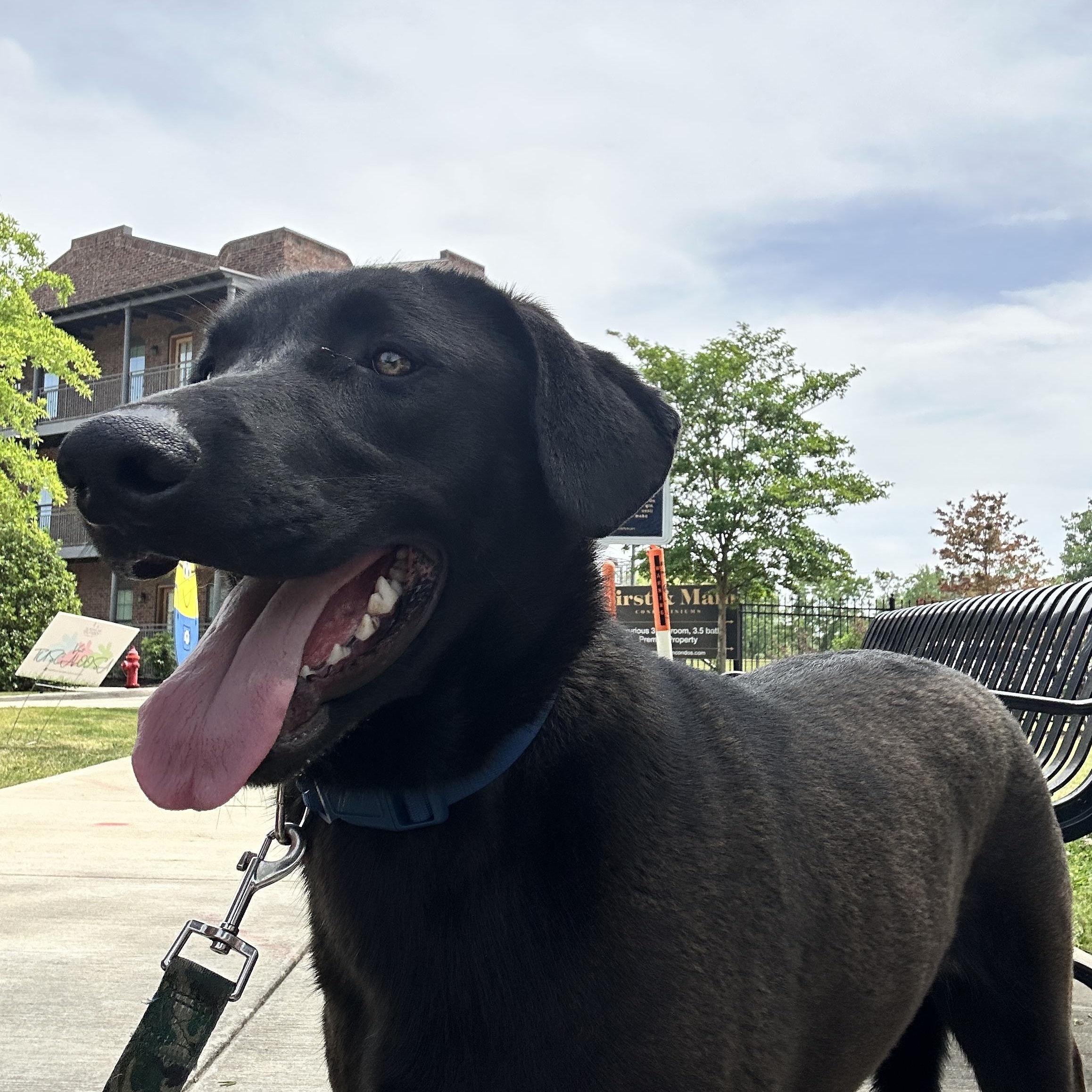 Dog for adoption - OZZY, a Black Labrador Retriever Mix in Allentown ...