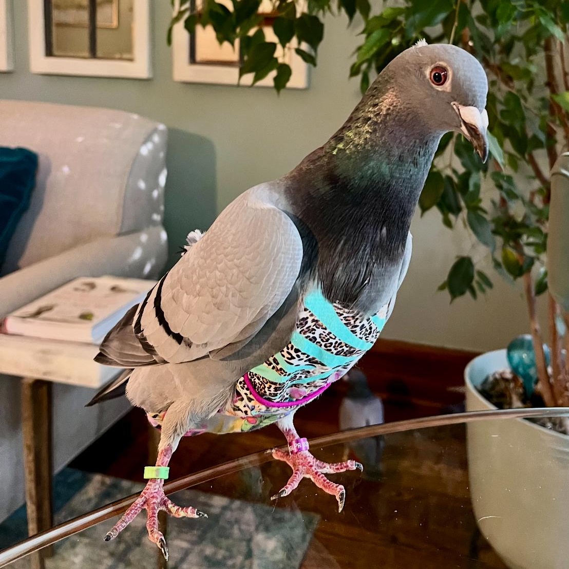 Dove for adoption - Pad Thai, a Pigeon in Chicago, IL | Petfinder