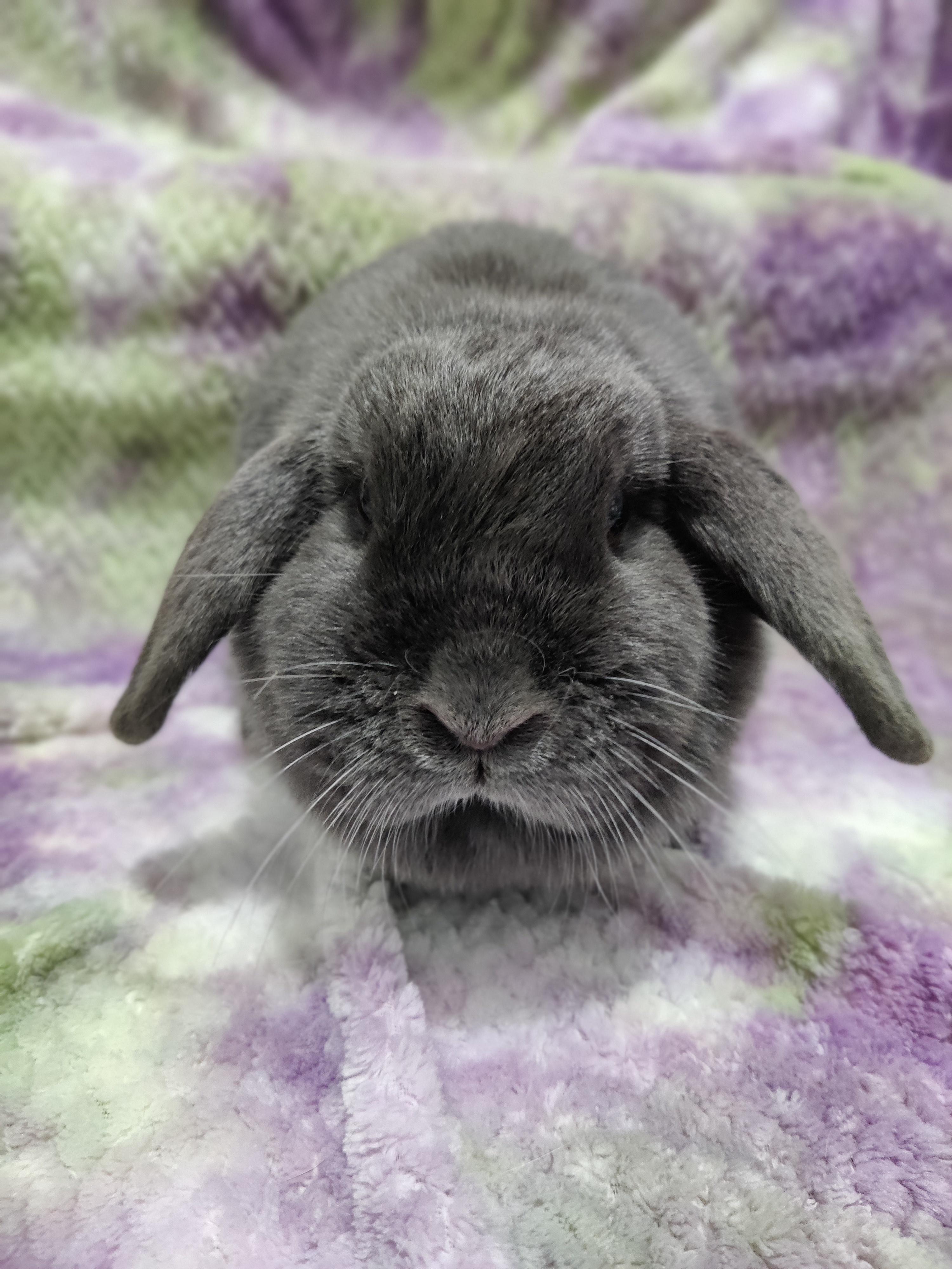 Rabbit for adoption - Cora, a Lop Eared in Windsor, ON | Petfinder