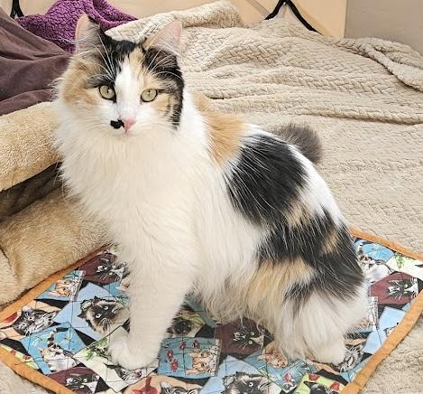 Cat for adoption - Catsy Cline, a Domestic Long Hair in Los Angeles, CA ...