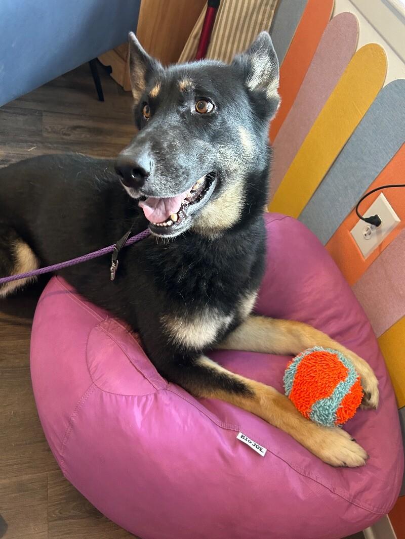 Dog for adoption - Rocky Balboa the Greatest Family Dog of All Time, a ...