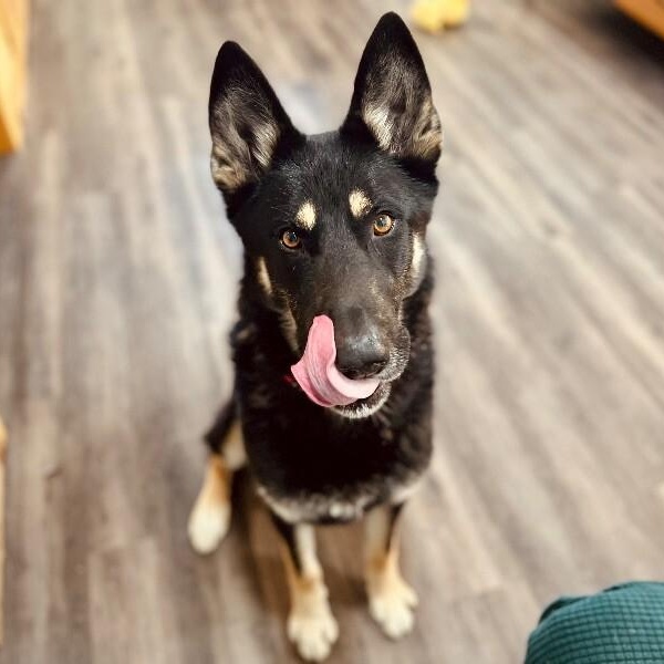 Dog for adoption - Rocky Balboa the Greatest Family Dog of All Time, a ...