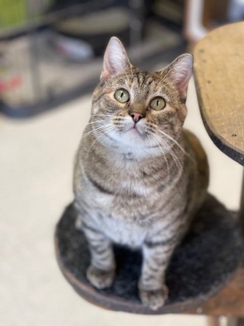 Cat for adoption - PORTOBELLO, a Domestic Short Hair & Torbie Mix in ...
