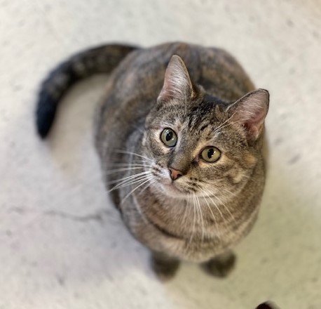 Cat for adoption - PORTOBELLO, a Domestic Short Hair & Torbie Mix in ...