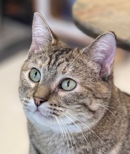 Cat for adoption - PORTOBELLO, a Domestic Short Hair & Torbie Mix in ...